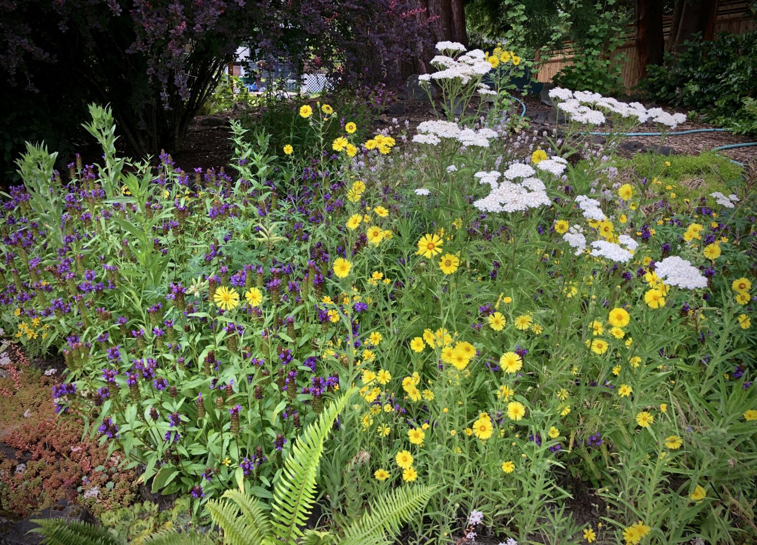 NPSO Landscaping – Native Plant Society of Oregon