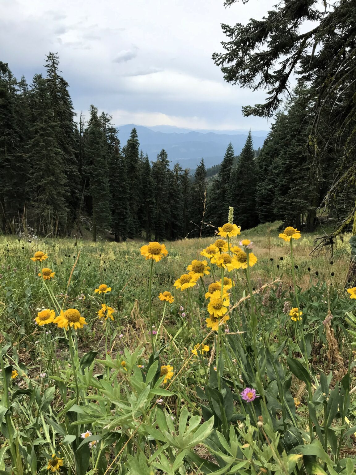 Siskiyou Chapter – Native Plant Society of Oregon