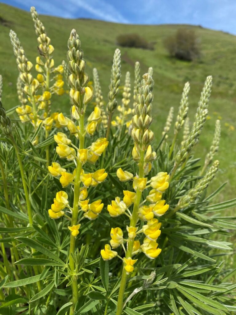 William Cusick Chapter – Native Plant Society of Oregon