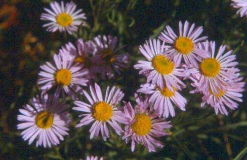 Willamette daisy – Native Plant Society of Oregon