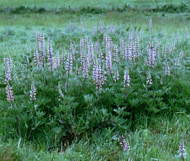 Kincaid’s lupine – Native Plant Society of Oregon