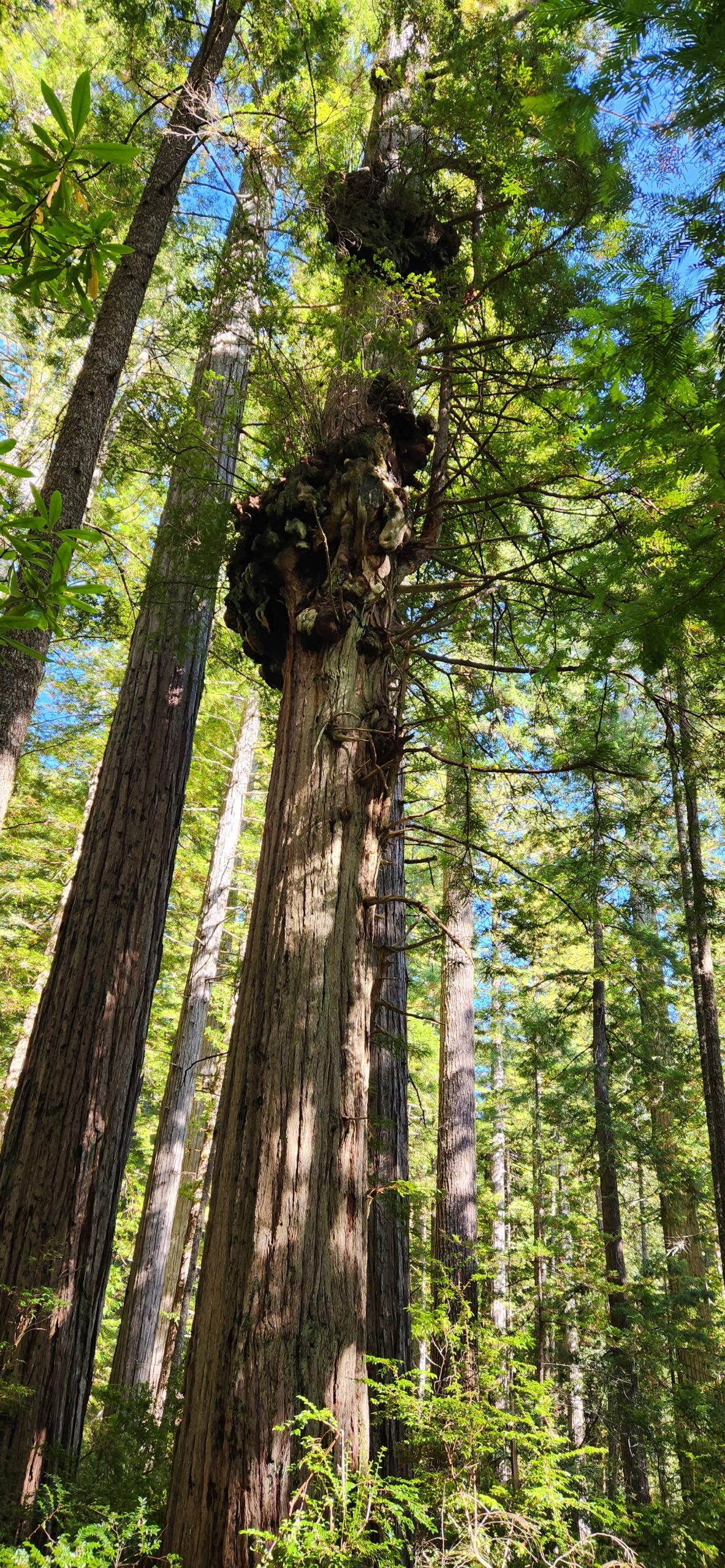 South Coast Chapter – Native Plant Society of Oregon